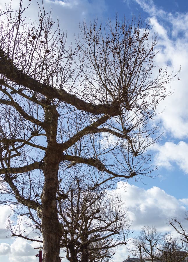 Tree Branches without Leaves on a Background of Sky and Clouds Stock ...