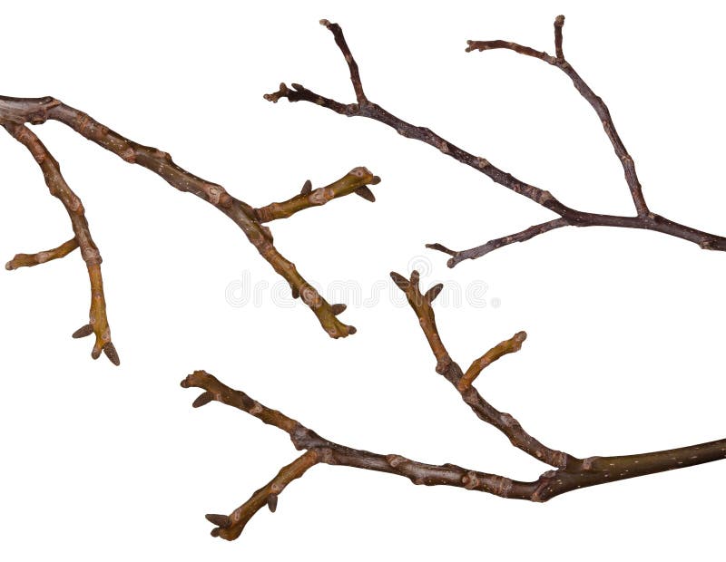 Tree Branches without Leaves Bundle Isolated on White Background Stock ...
