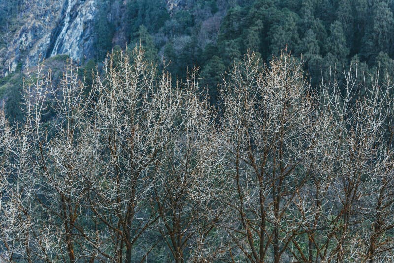 Tree Branches without Leaves in Cold Temperature at Lachen in North ...