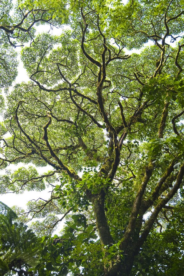 Tree Branches and Leaves Create Patterns Against the Sky. Stock Photo ...