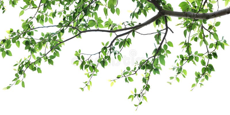 Tree branches with leaves stock image. Image of spring - 324352947