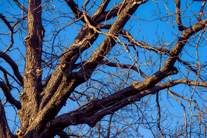 Tree Branches without Leaves Large Trunks and Small Branches Against ...