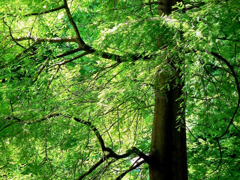 Tree with Branches and Leaves in the Park Stock Image - Image of garden ...