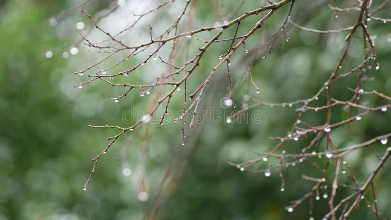 Tree Branches without Leaves in Rain. Bare Branches. Water Drops ...