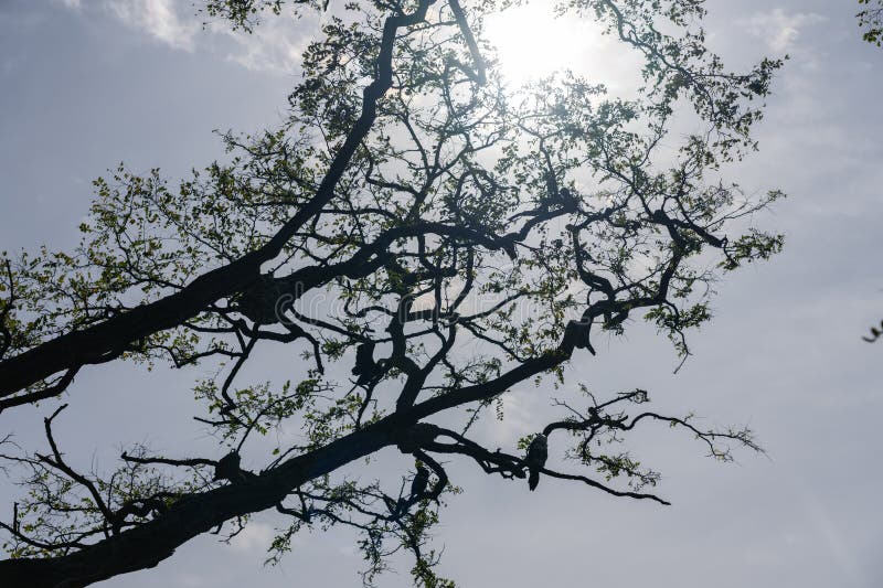 Tree Branches and Leaves in Silhouette Back-lit by High Noon-day Sun ...