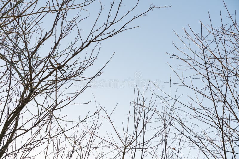 Tree Branches without Leaves on Sky Background Stock Image - Image of ...