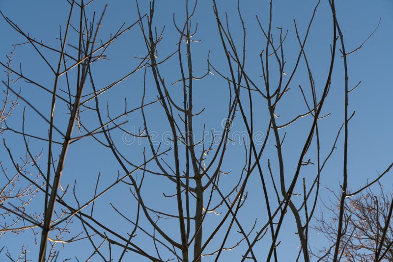 Tree Branches without Leaves on Sky Background Stock Photo - Image of ...