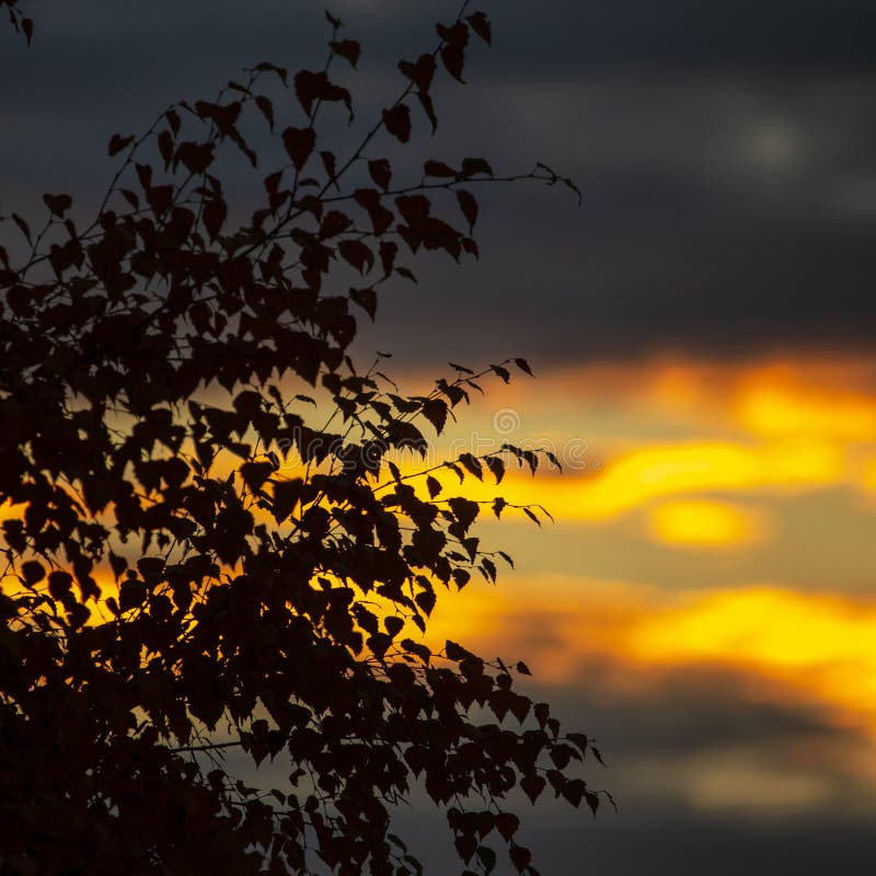 Tree Branches with Leaves at Sunset As Background Stock Photo - Image ...