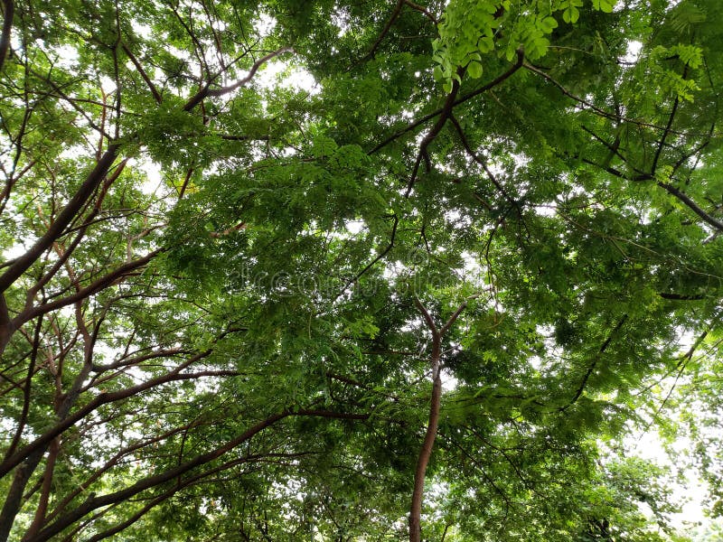 Tree branches and leaves stock image. Image of autumn - 204544605