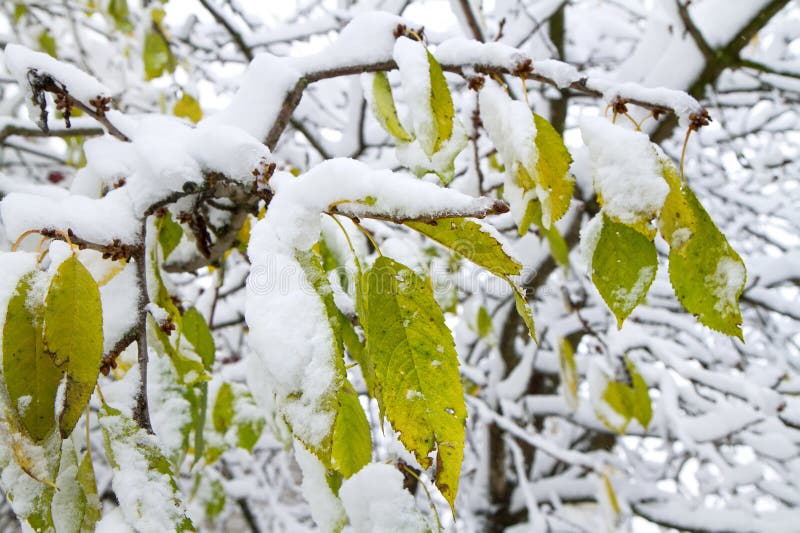 Tree Branches with Leaves Under Snow. Stock Image - Image of nature ...