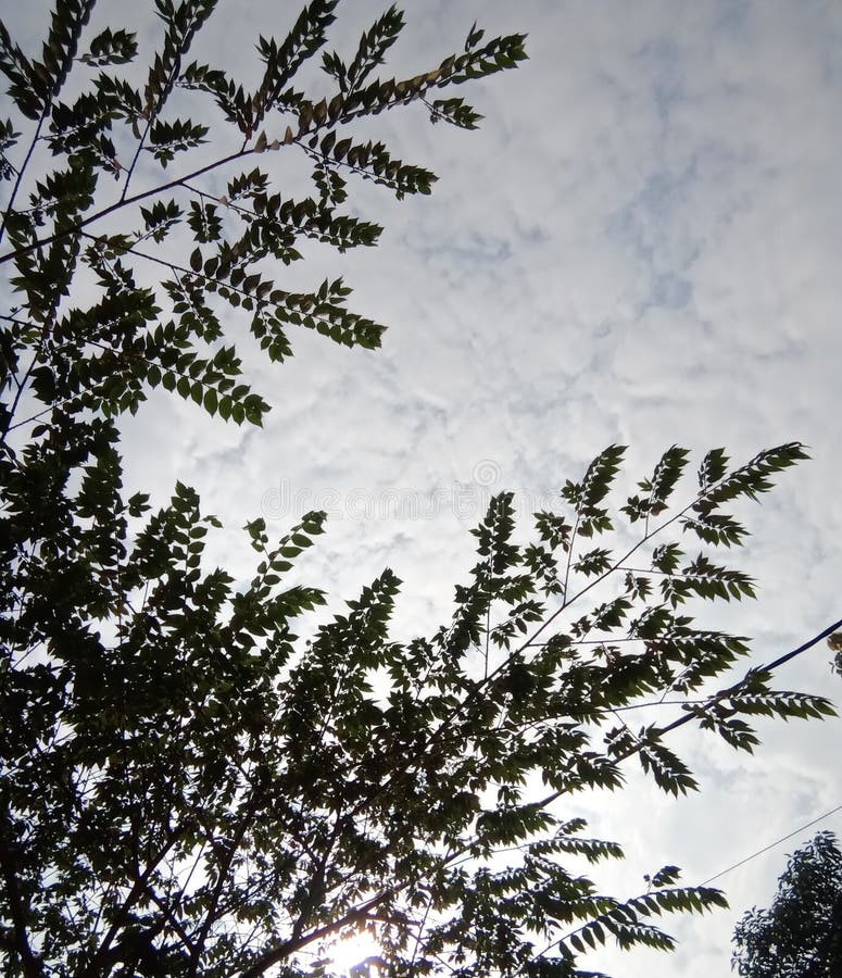 Tree Branches and Leaves Visible from the Sunshine Stock Photo - Image ...