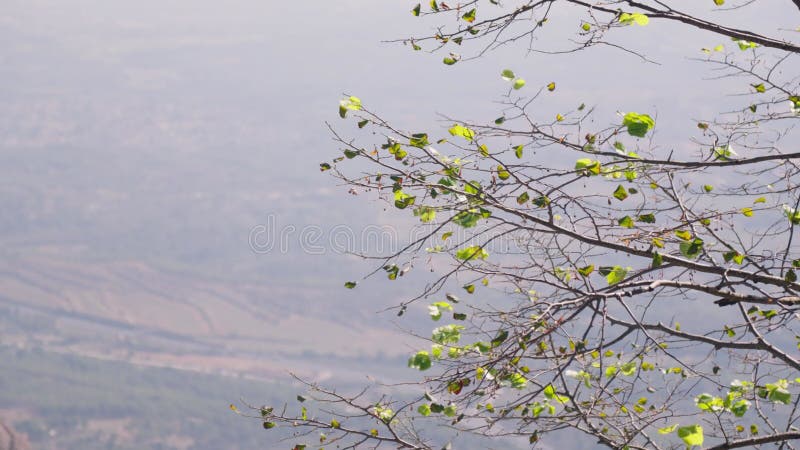 Tree Branches with Leaves Waving in the Wind Stock Video - Video of ...