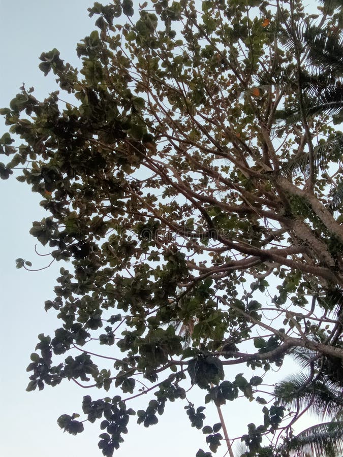 Tree Branches and Leaves that Will Fall Stock Image - Image of leaves ...