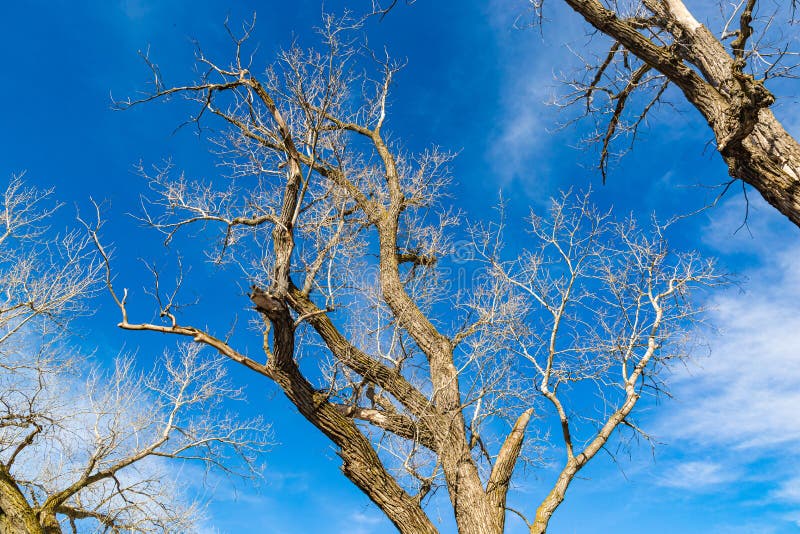 Tree Branches without Leaves in Winter Against Blue Sky Background ...