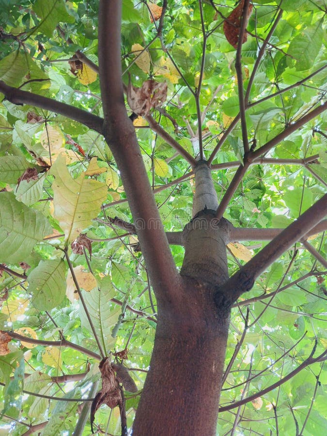 Tree Branches are Like Roots, Spreading Everywhere Stock Image - Image ...