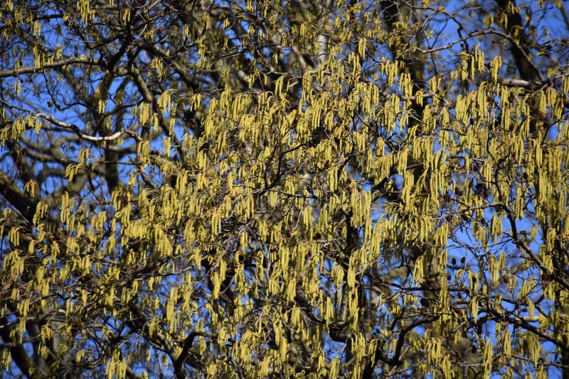 Tree Branches with Long Catkins of Alnus Serrulata. Stock Image - Image ...