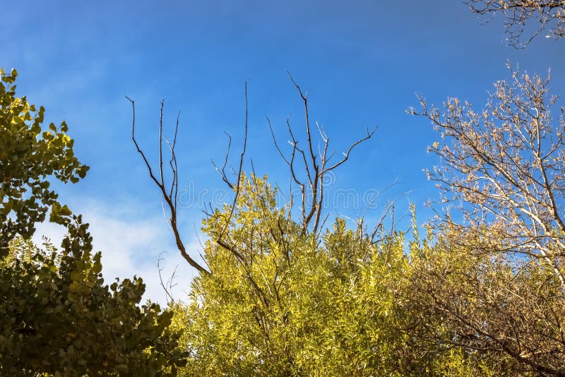 Devil`s Horns Tree stock image. Image of green, blue - 261656861