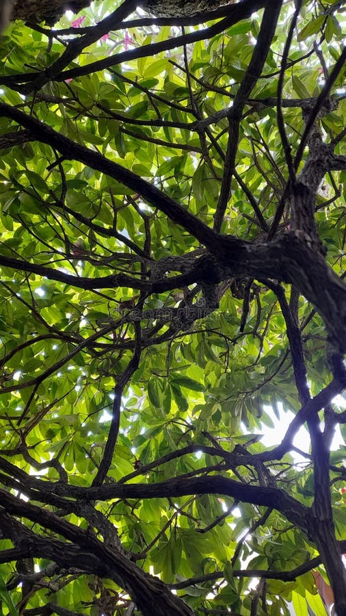 The Tree Branches Look Like Sports Objects Stock Image - Image of ...