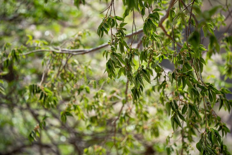 Tree Branches with Lush Green Foliage and Unripe Fruit. Utopia Nature ...