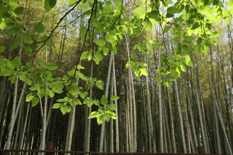 Tree Branches with Lush Green Leaves and Bamboo Outdoors Stock Image ...