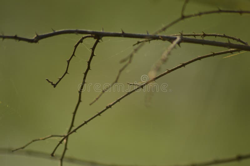 Tree Branches Macro Photography Stock Photo - Image of branch, branches ...