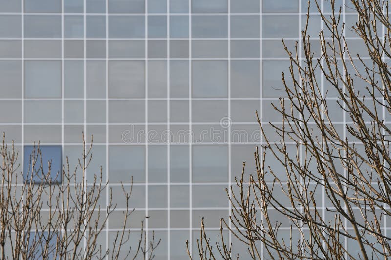 Tree Branches with a Modern Glass Commercial Building in the Background ...