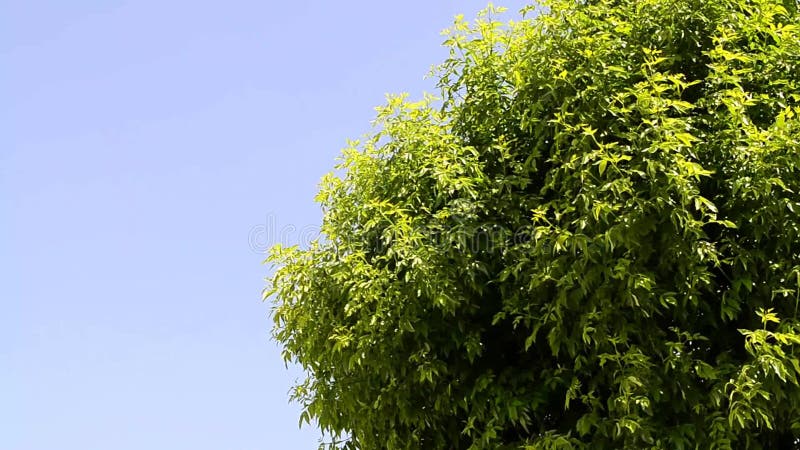 Tree Branches Moving in Gentle Wind on Blue Sky. Stock Video - Video of ...