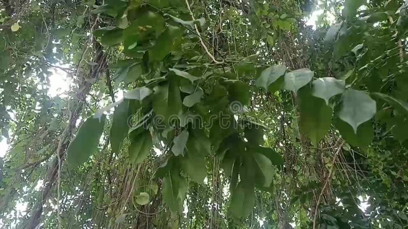 Tree Branches Moving in the Wind Stock Video - Video of ecology ...