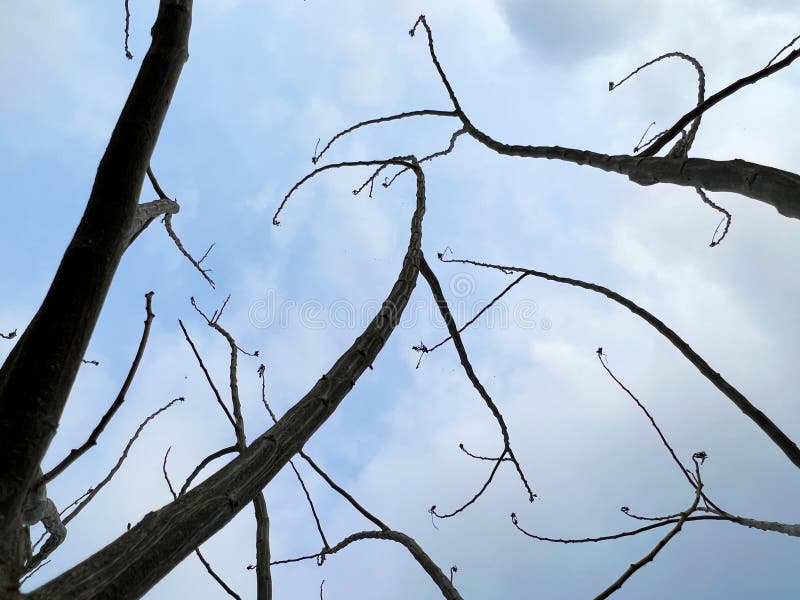 Tree Branches, Nature Flora Environment Stock Image - Image of light ...