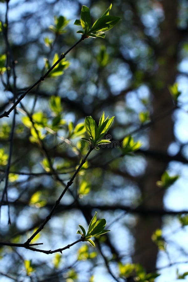 Spring forest stock image. Image of forest, abstract - 181876229