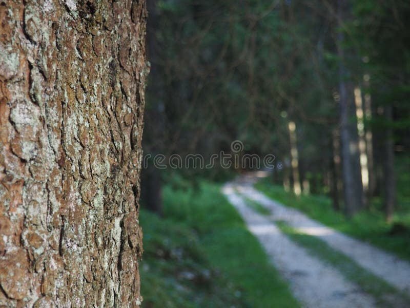 Tree with branches next stock image. Image of alps, road - 120584553