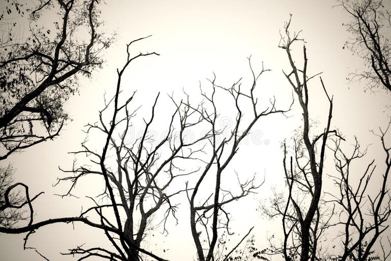 225 Dead Tree No Leaves White Stock Photos - Free & Royalty-Free Stock ...
