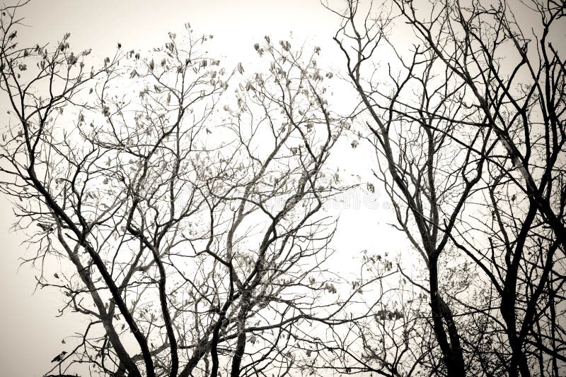 Tree Branches No Leaves Black and White. Dry Dead Trees Isolate White ...