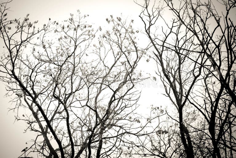 221 Dead Tree No Leaves White Stock Photos - Free & Royalty-Free Stock ...