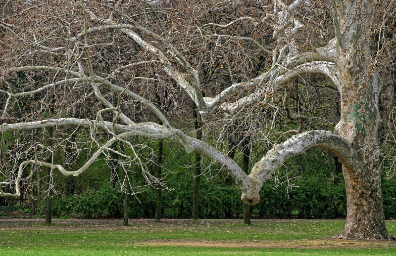 Tree branches stock photo. Image of plant, landscape - 57595634
