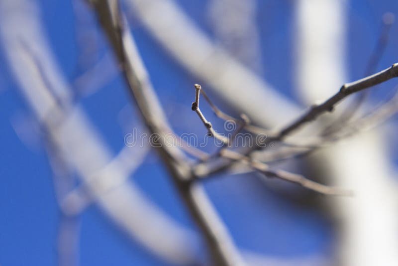 Tree Branches Out of Focus on Blue Sky Stock Photo - Image of ...