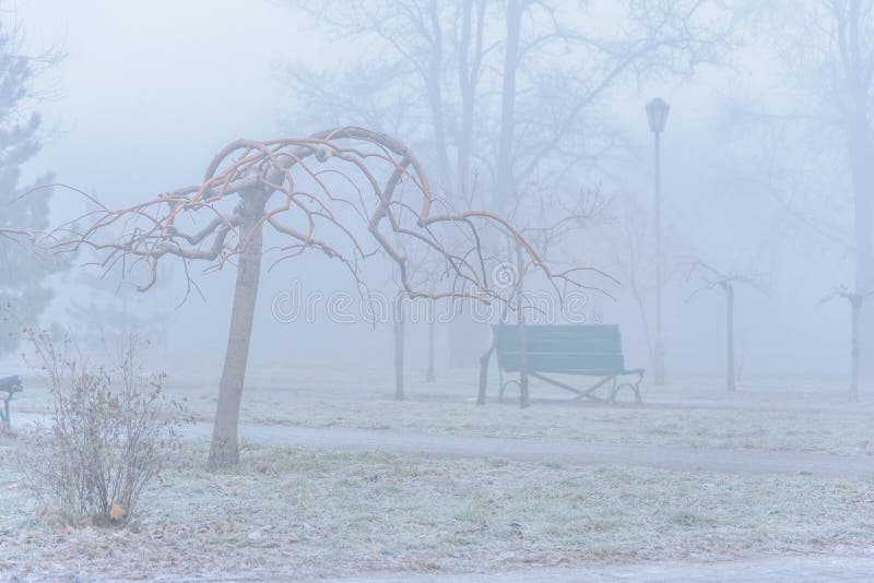 Tree branches over a bench stock image. Image of distant - 252757419