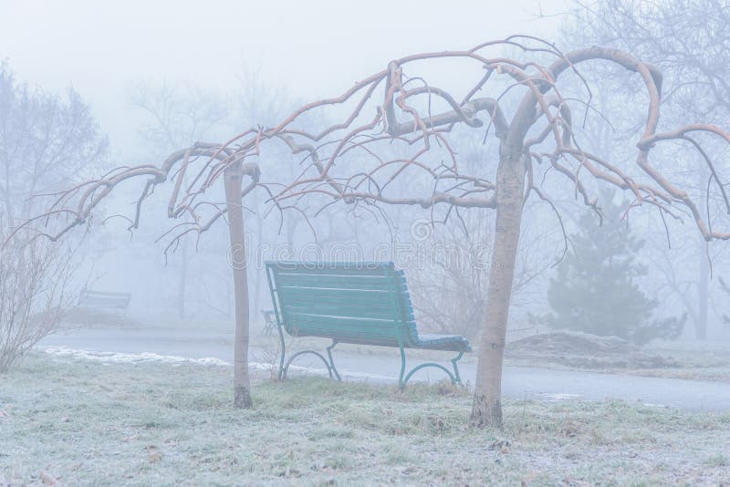 Tree branches over a bench stock image. Image of idyllic - 252757421