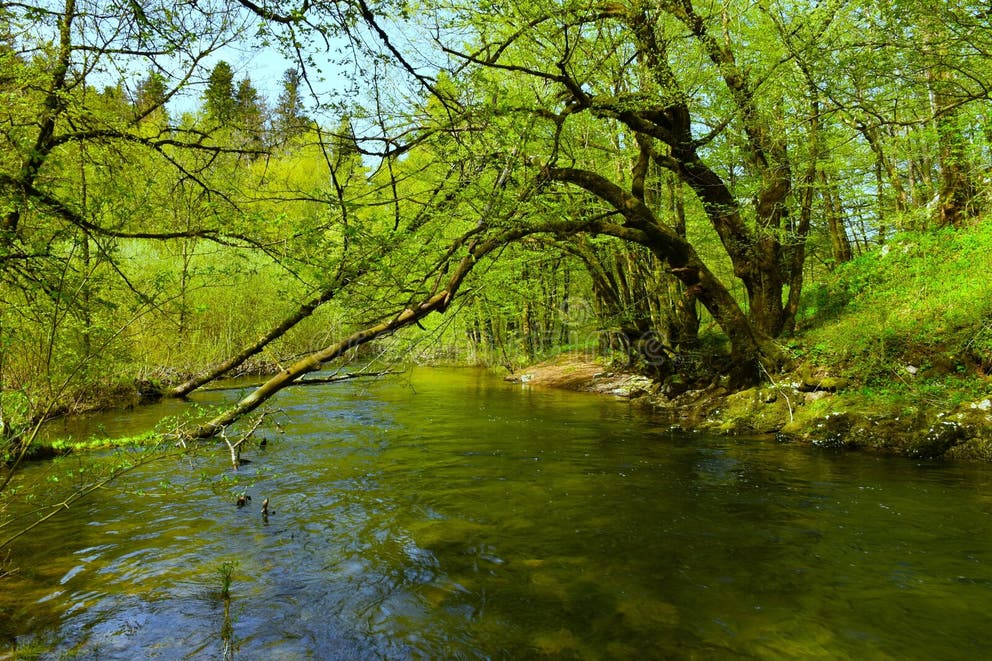 Tree Branches Over Rak River Flowing through a Temperate, Deciduous ...