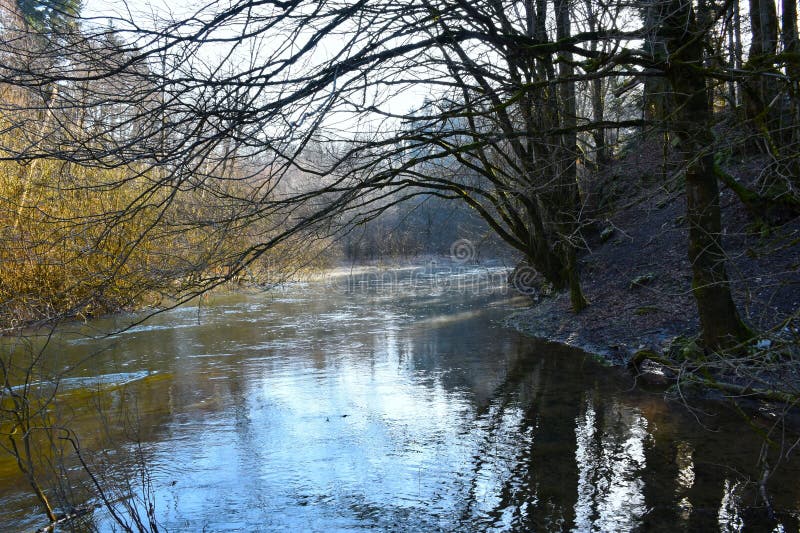 Tree Branches Over Rak River Stock Photo - Image of mist, slovenia ...