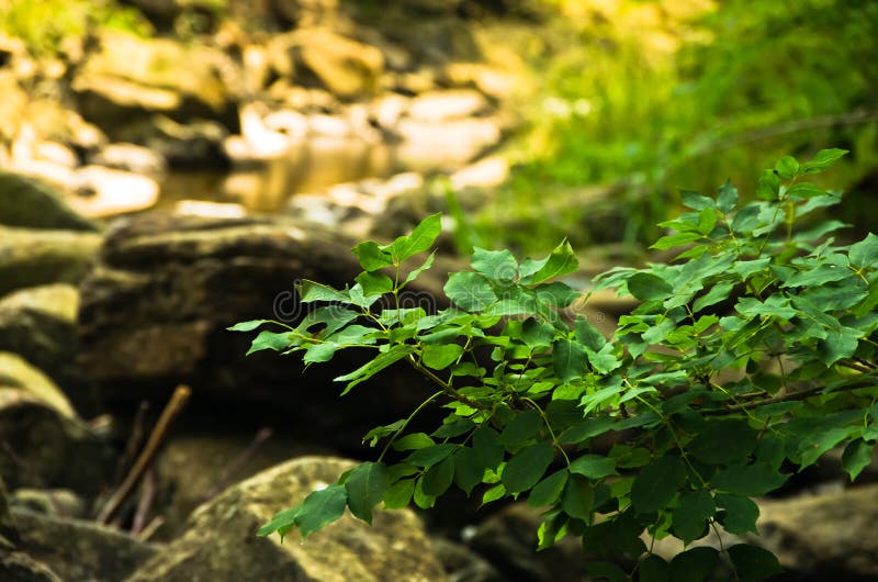 Tree Branches Over Rocks in Water at Black River Gorge Stock Photo ...