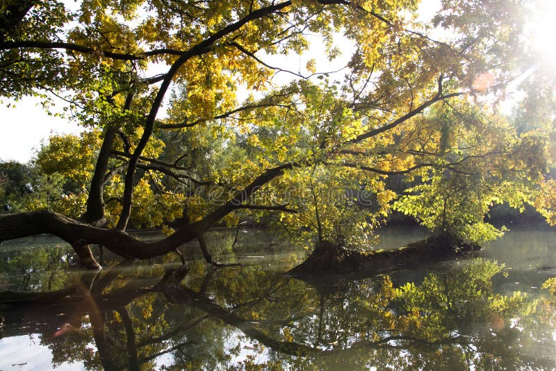 Tree Over Water With Reflection. Summer Nature Foliage Image Stock ...