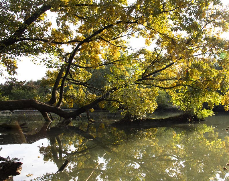 Tree Branches Over the Water Stock Image - Image of area, green: 74736353