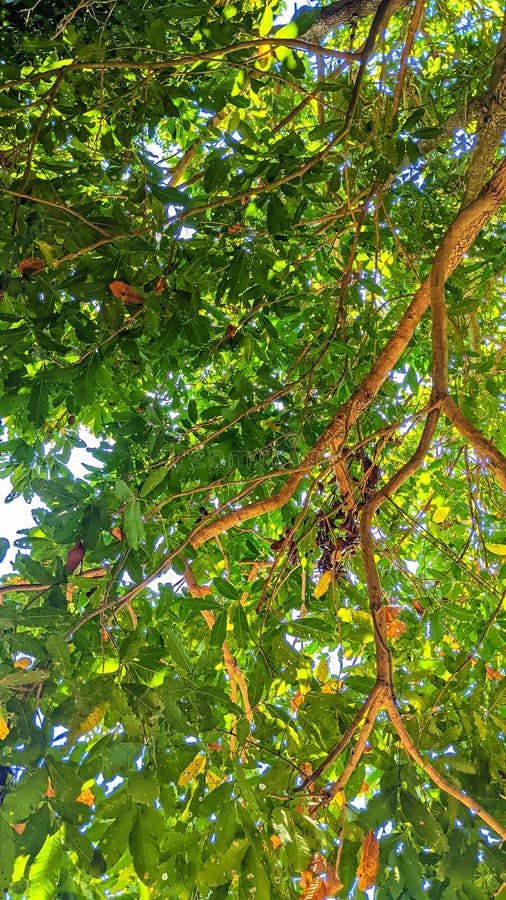 Tree Branches Overgrown with Leaves that Thrive Stock Photo - Image of ...