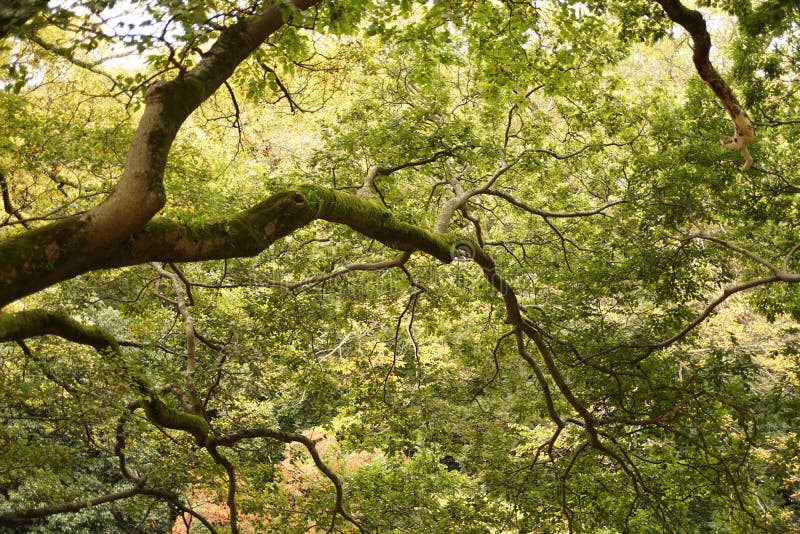 Tree Branches stock photo. Image of nature, forest, leaf - 84502118