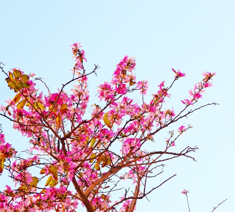 Tree Branches with Pink Flowers in Spring Stock Image - Image of bright ...