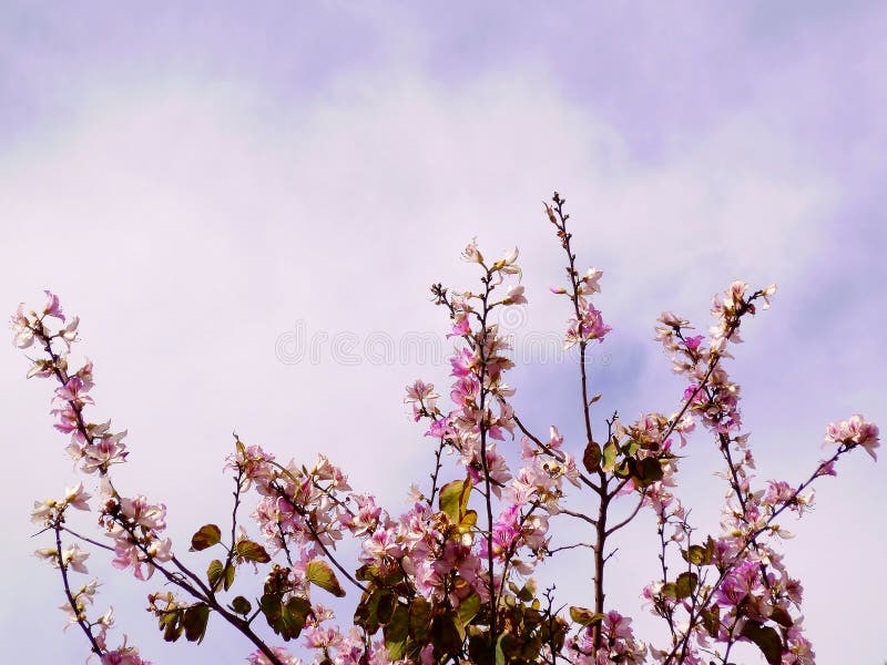 Tree Branches with Pink Flowers in Spring Stock Photo - Image of ...