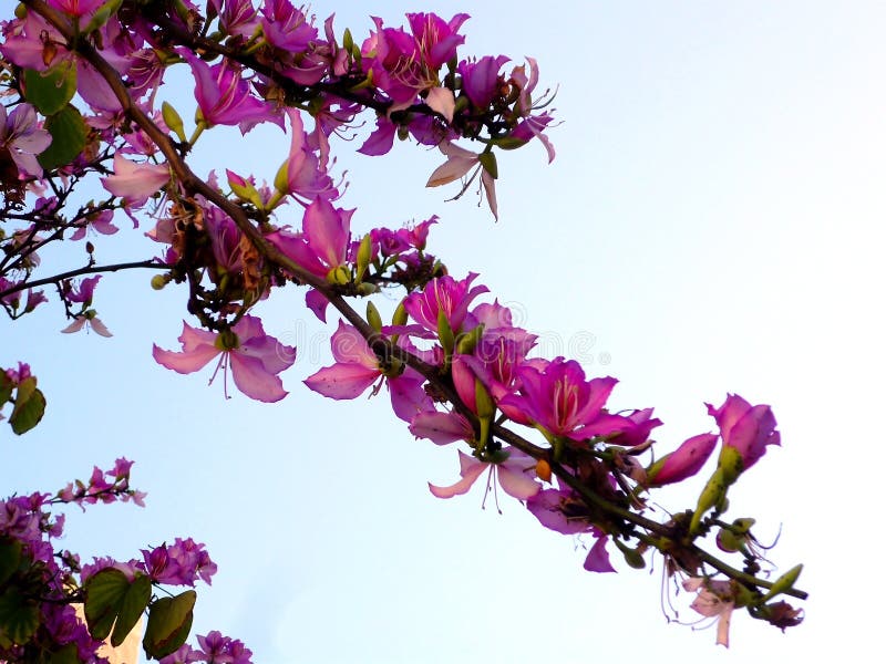 Tree Branches with Pink Flowers in Spring Stock Photo - Image of green ...