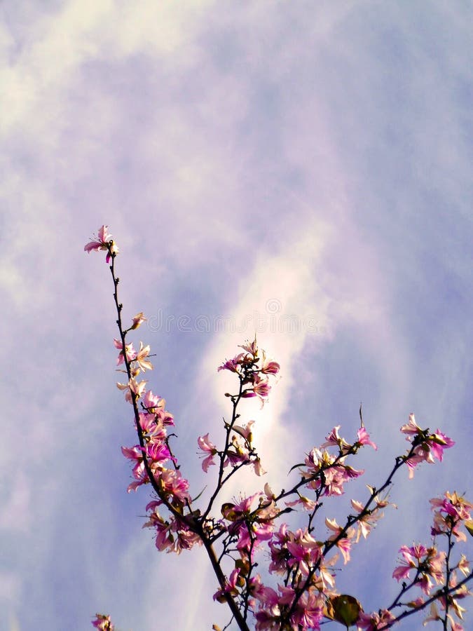Tree Branches with Pink Flowers in Spring Stock Photo - Image of flower ...