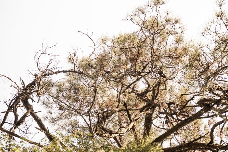Tree Branches Pinus Pinaster on a Bright Day from Below Stock Photo ...